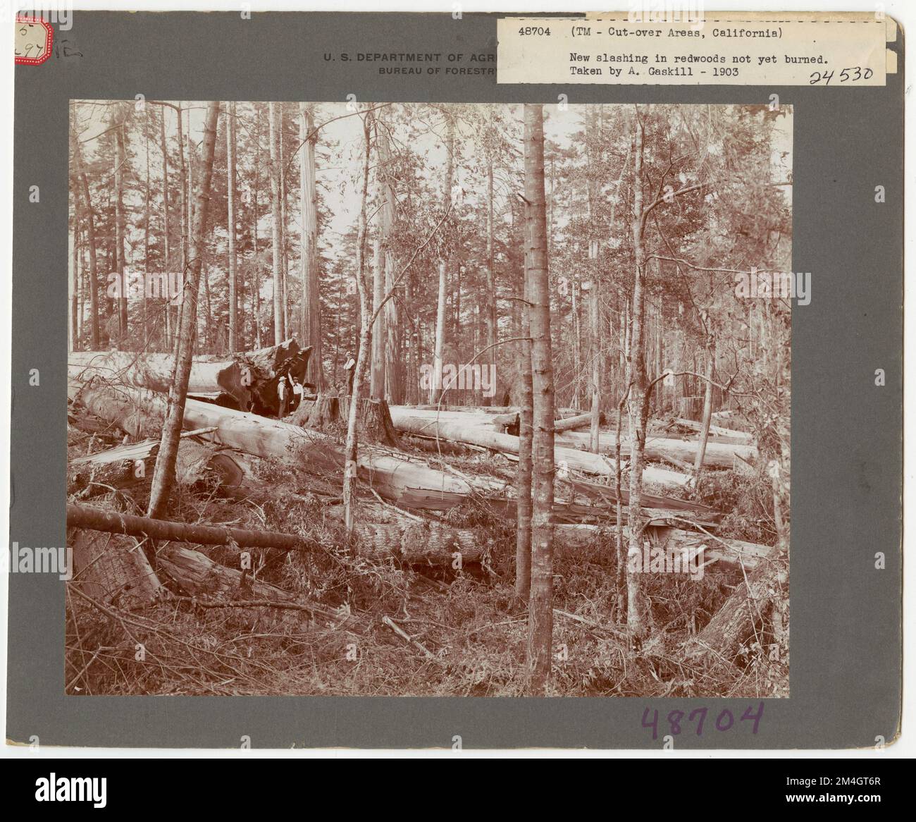 Timber Management - Partial Cutting - California. Photographs Relating ...