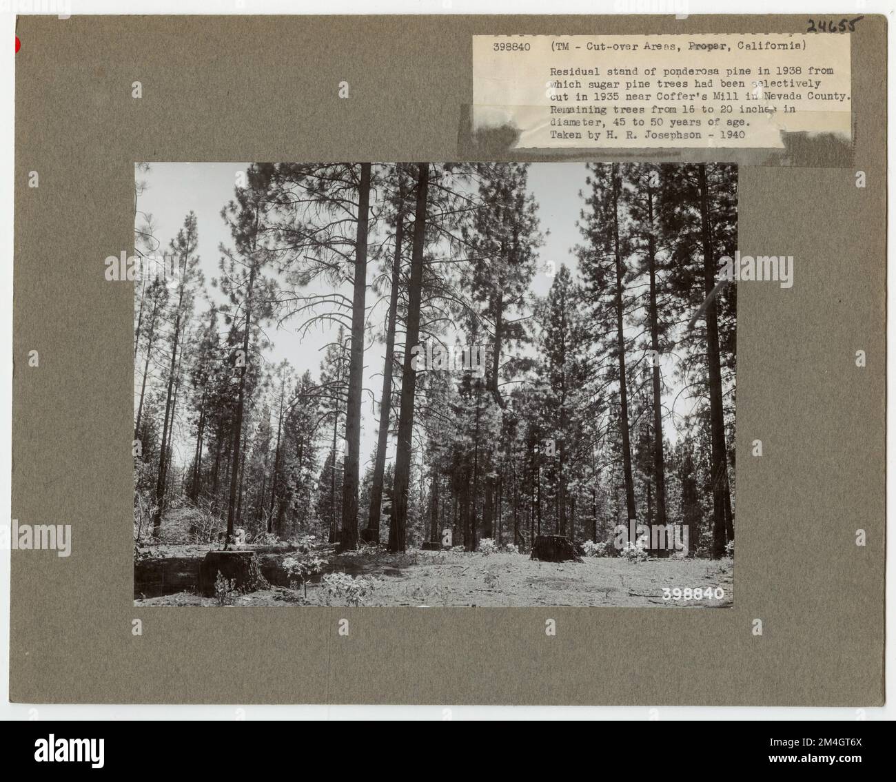 Timber Management - Partial Cutting - California. Photographs Relating ...