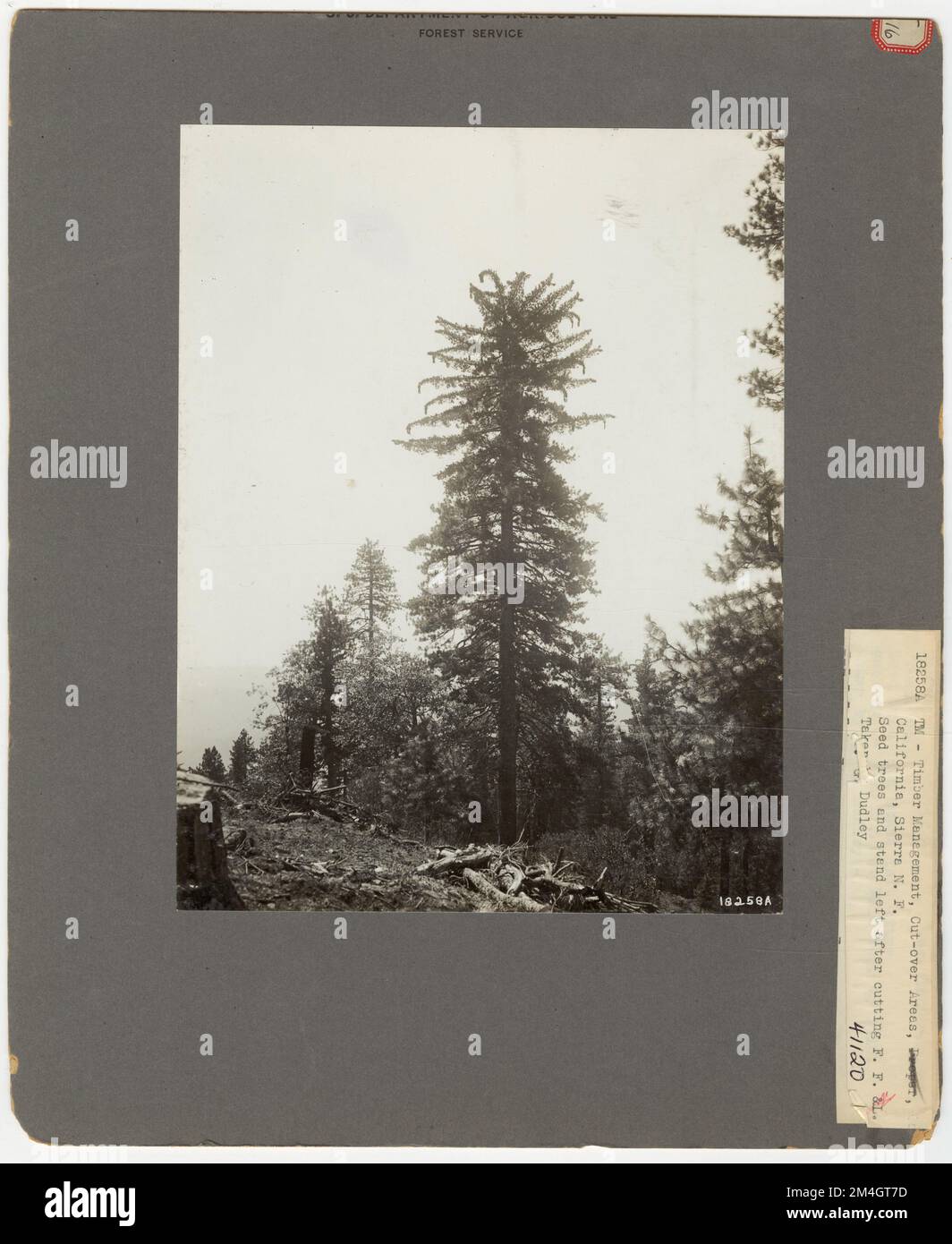 Timber Management - Partial Cutting - California. Photographs Relating ...
