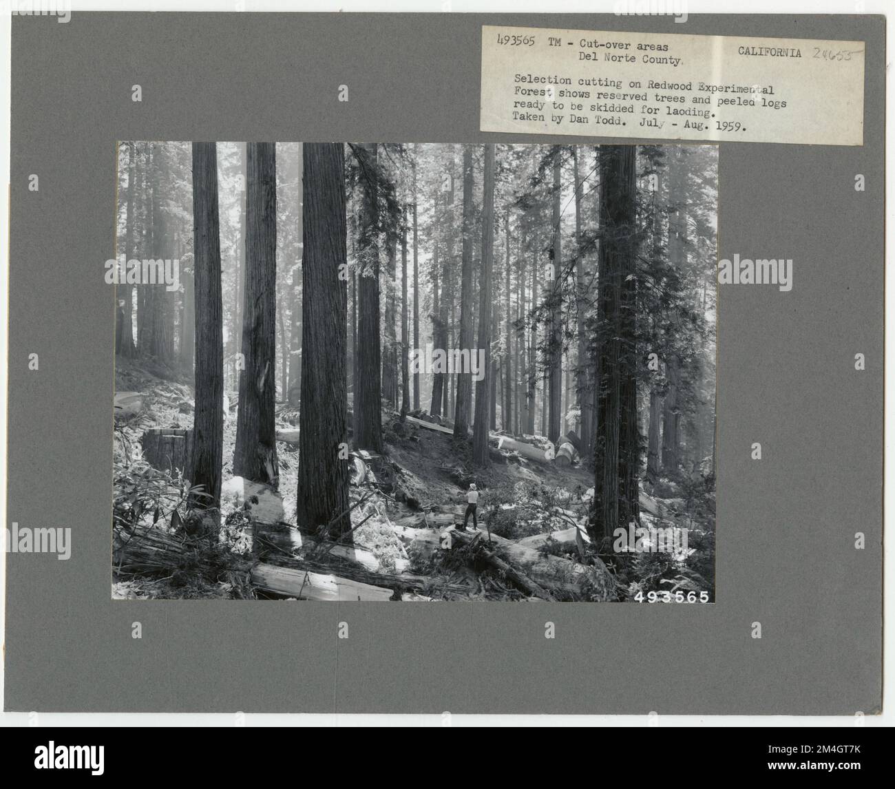 Timber Management - Partial Cutting - California. Photographs Relating ...