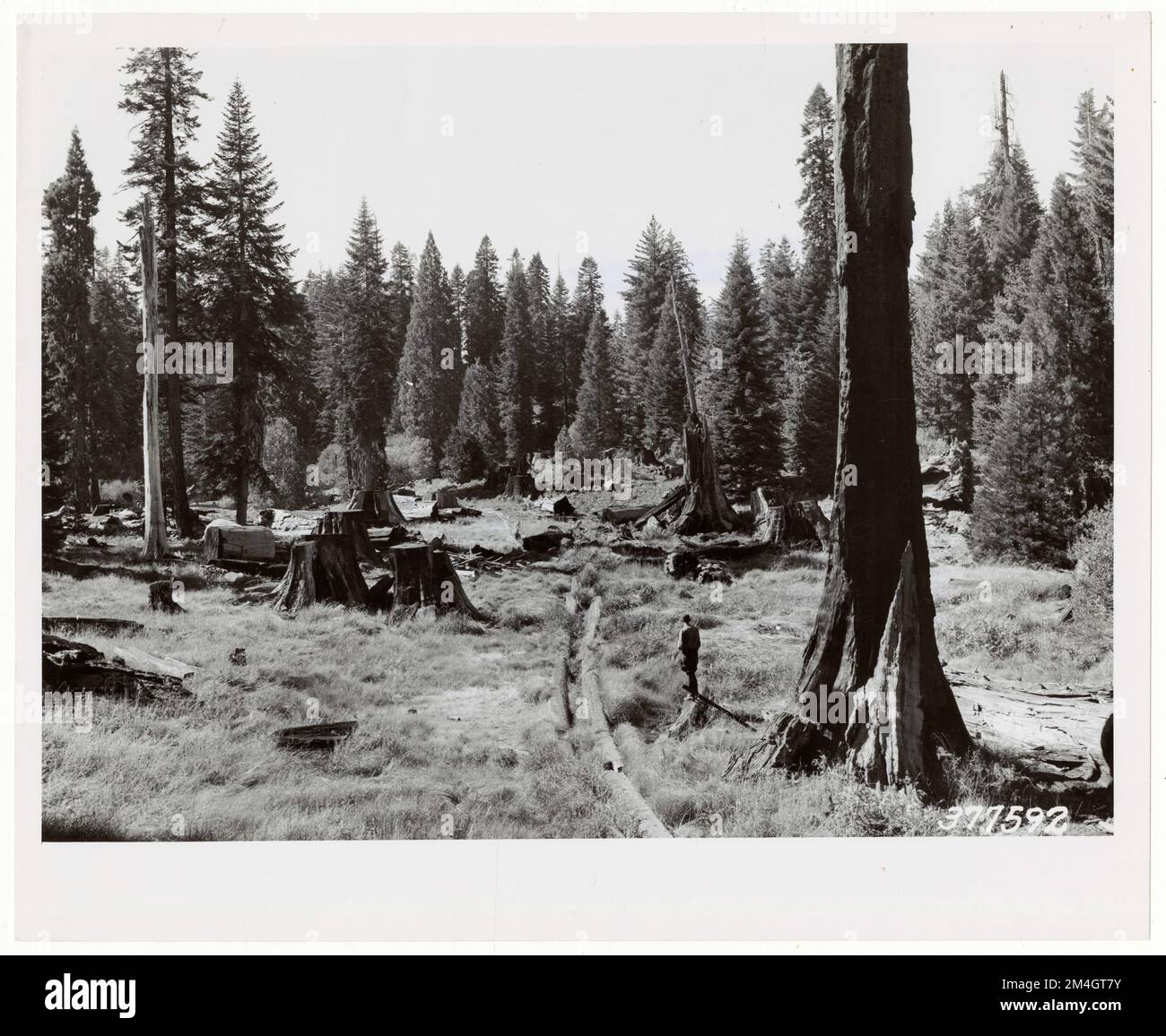 Timber Management - Partial Cutting - California. Photographs Relating ...