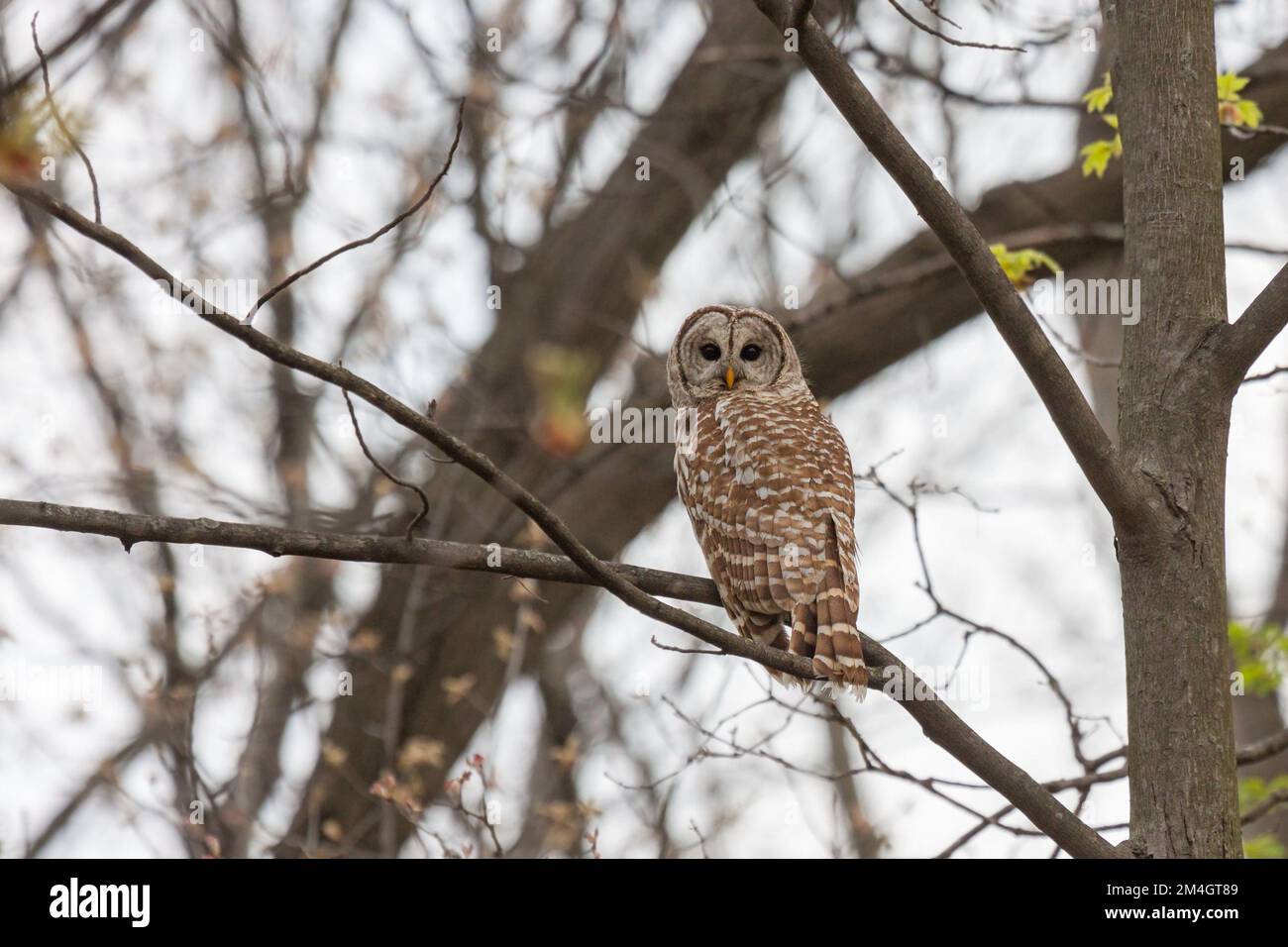 A barred owl, its head turned backwards, looks down into the forest ...