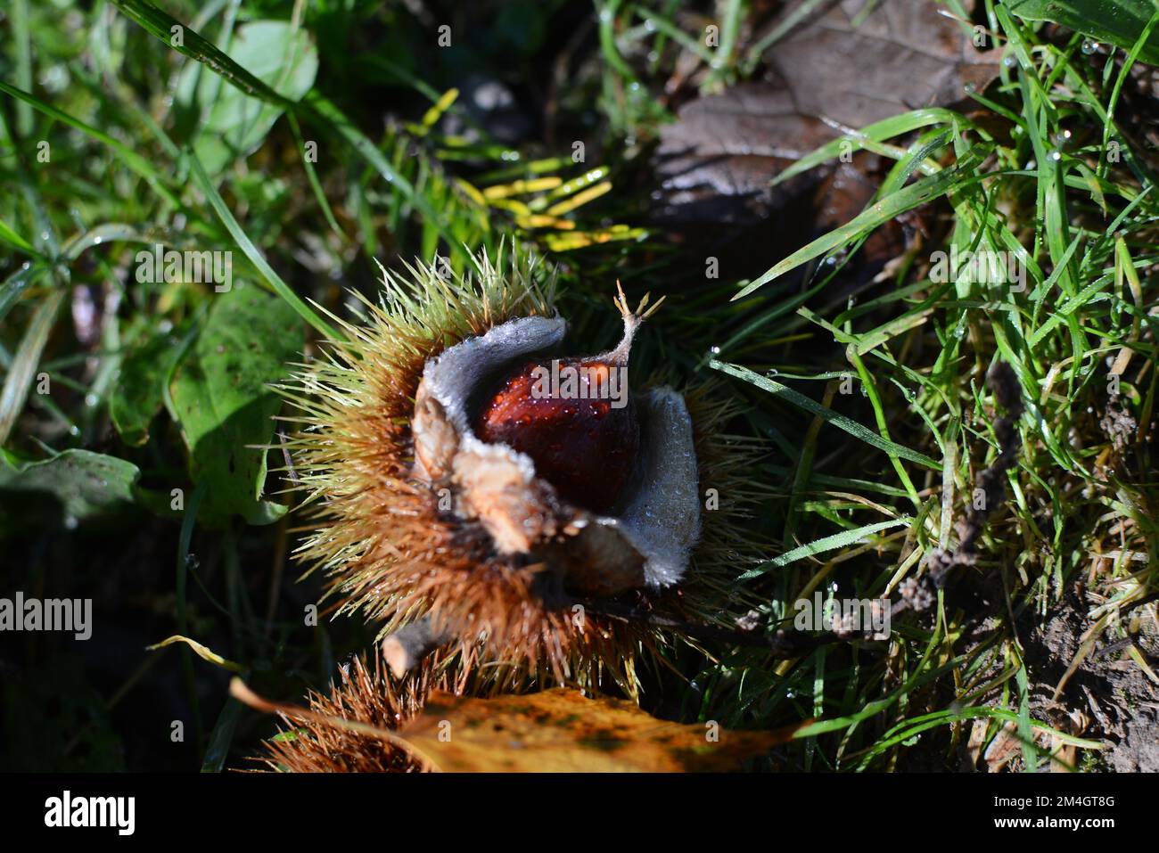 Sweet chestnut silhouette hi-res stock photography and images - Alamy