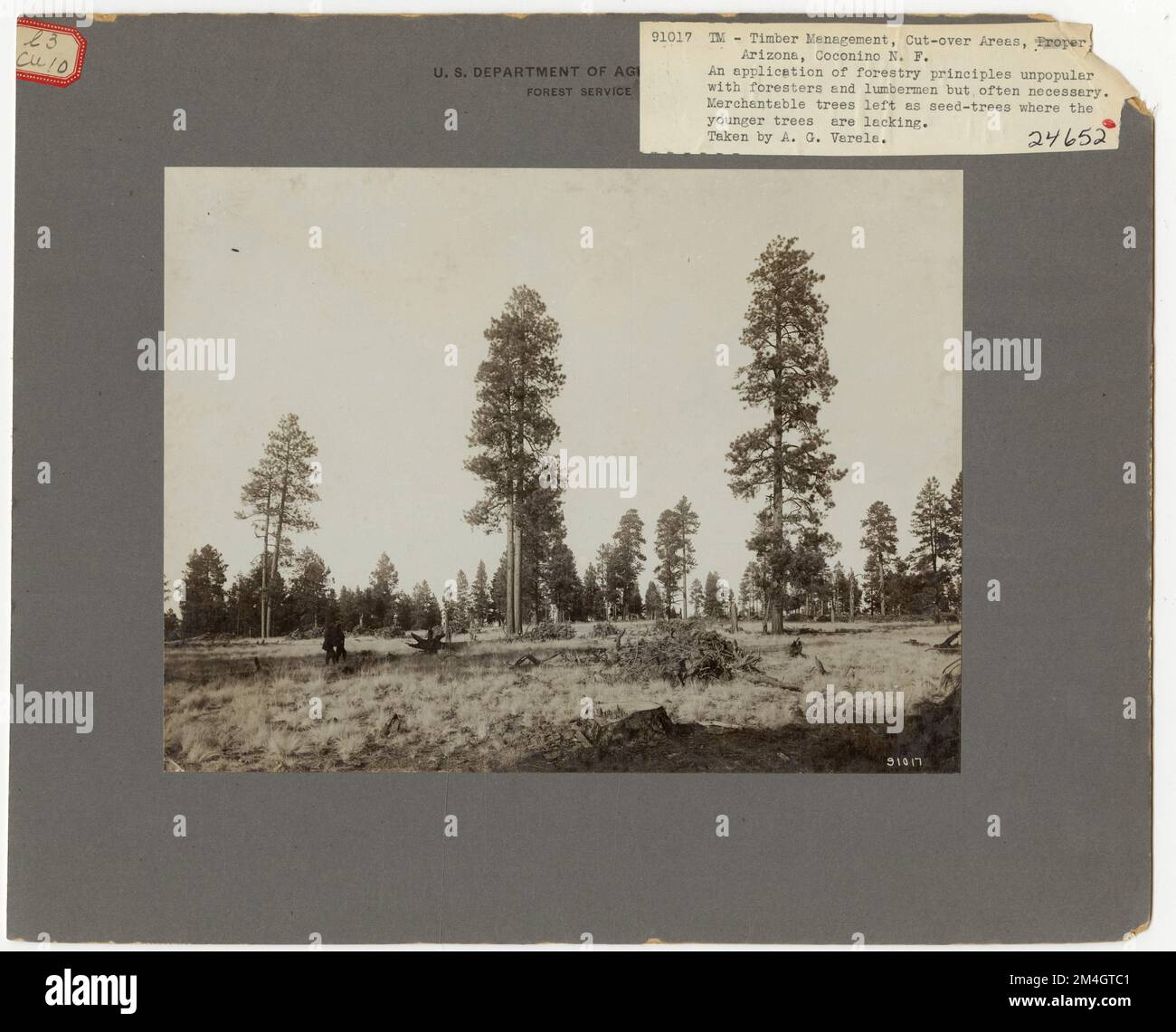 Timber Management - Partial Cutting - Arizona. Photographs Relating to ...