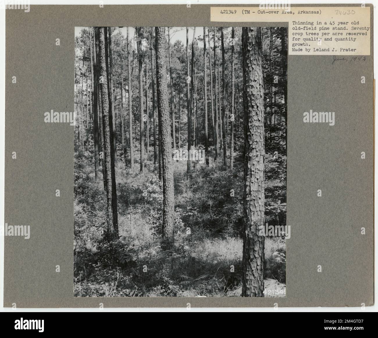 Timber Management - Partial Cutting - Arkansas. Photographs Relating to ...