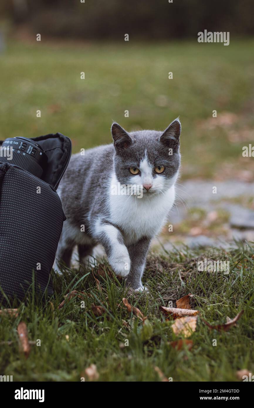 Unsteady gait of a brightly coloured kitten with orange eyes. A curious ...