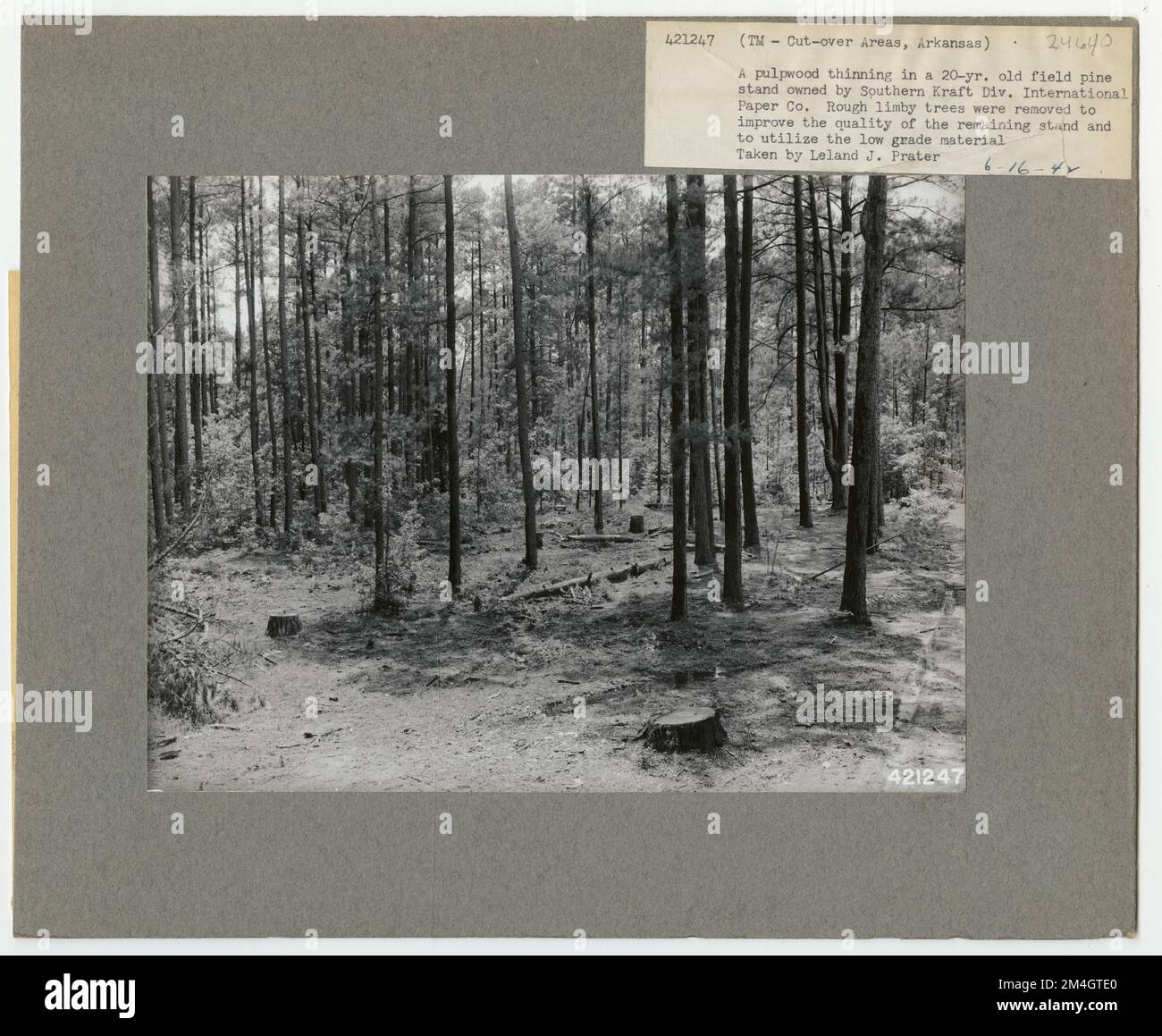 Timber Management - Partial Cutting - Arkansas. Photographs Relating to ...