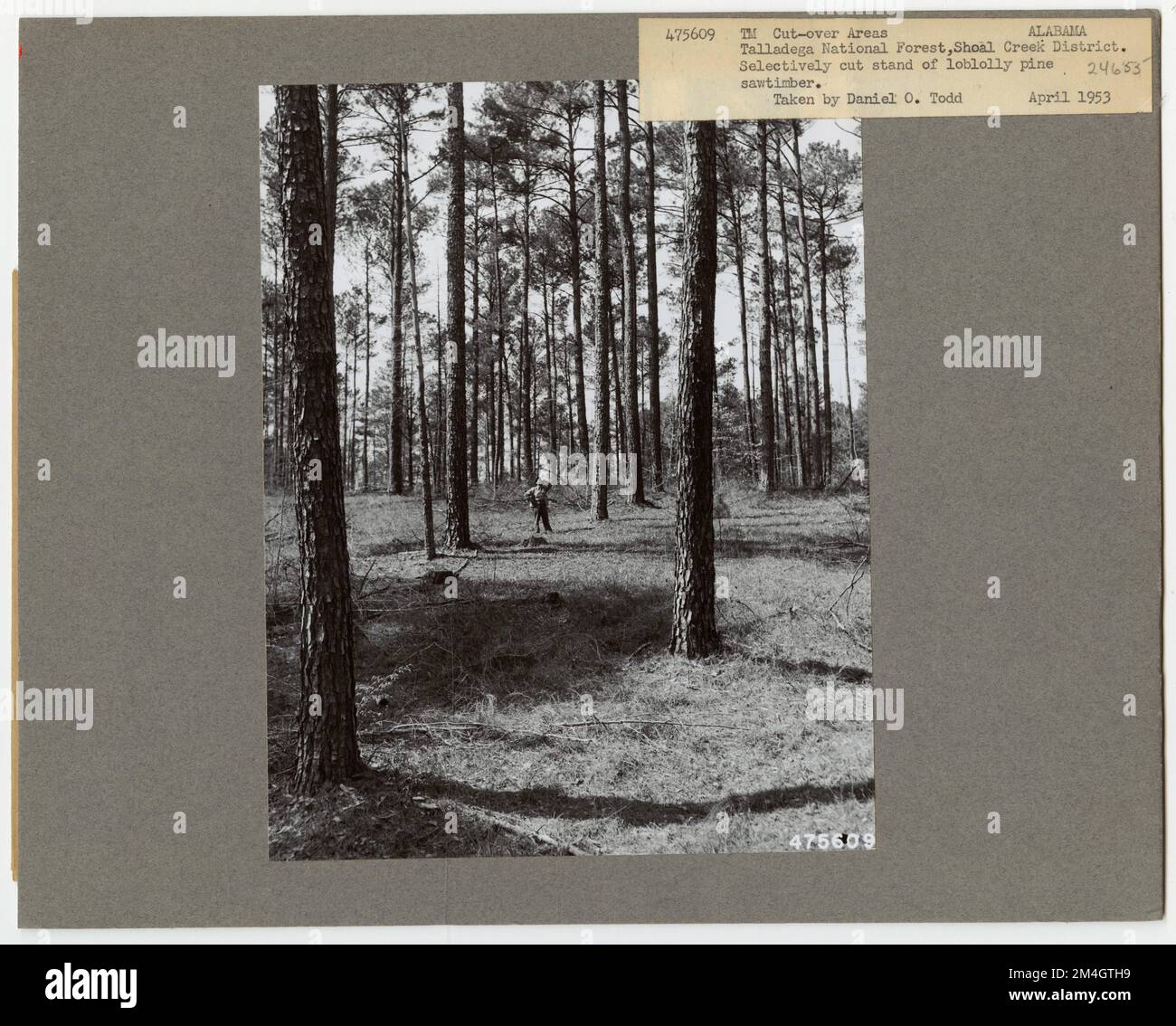 Timber Management - Partial Cutting - Alabama. Photographs Relating to ...