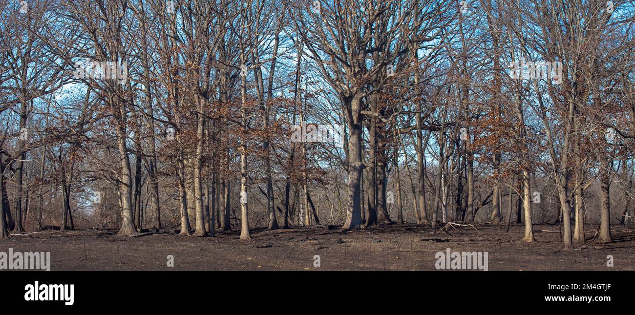 Burnt oak hi-res stock photography and images - Alamy