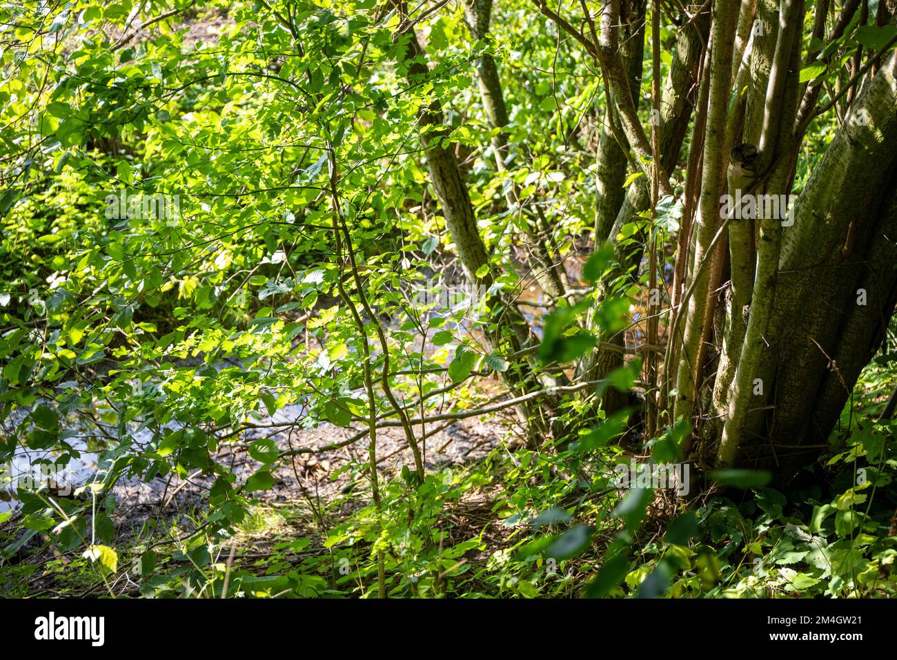 River with dense plants overgrown on the shore Stock Photo - Alamy
