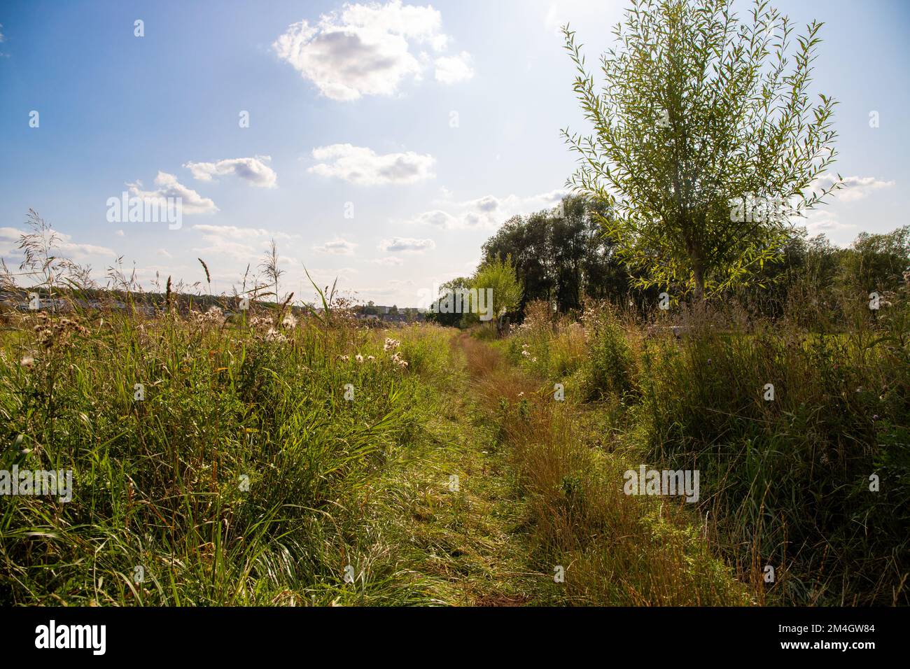 Wild-covered path with wildflowers and blue sky Stock Photo - Alamy