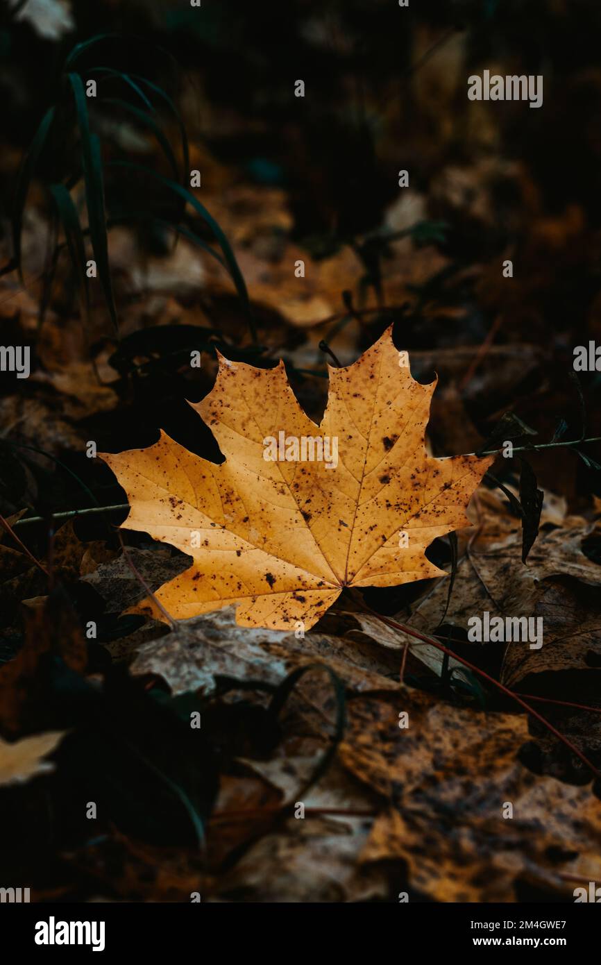 Close-up of a maple leaf lying on the ground in a pile of leaves ...
