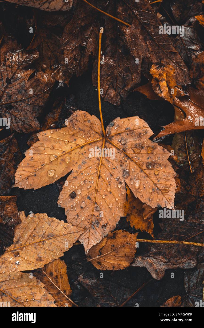 Close-up of a maple leaf lying on the ground in a pile of leaves ...