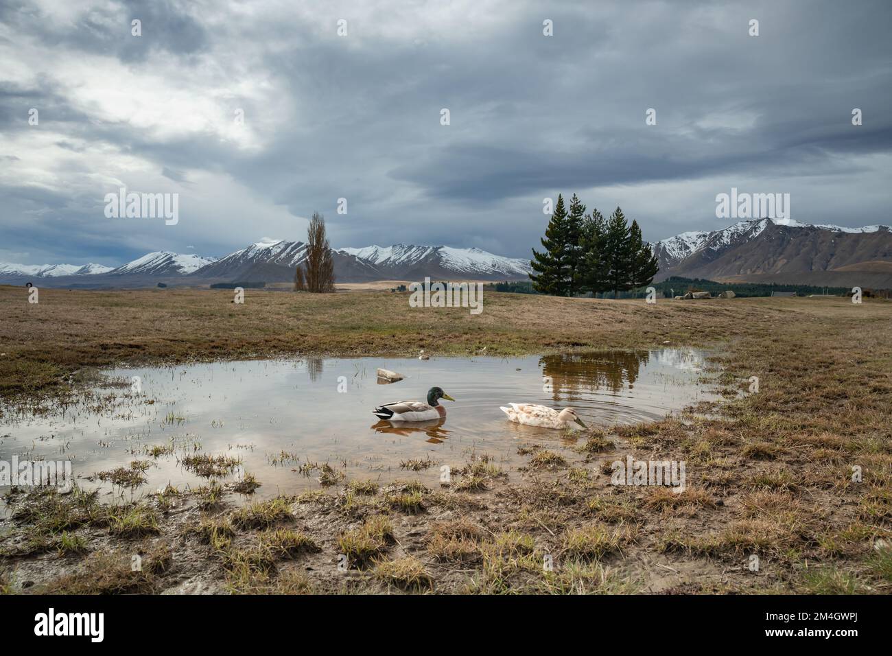 The mallard (Anas platyrhynchos) is the most common duck in New Zealand ...