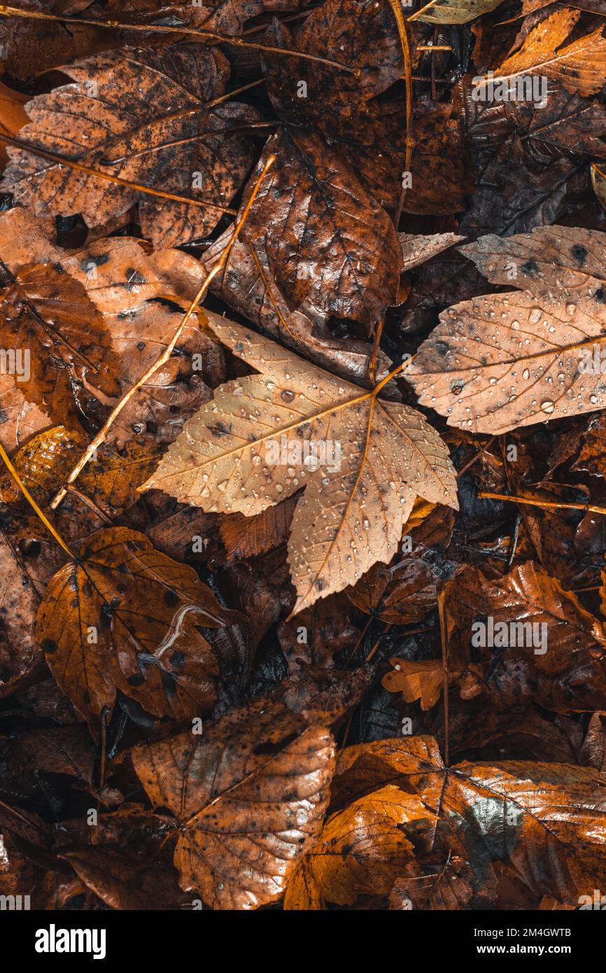 Close-up of a maple leaf lying on the ground in a pile of leaves ...