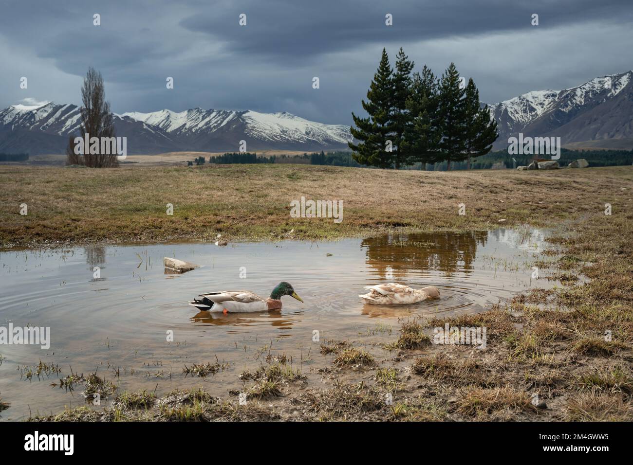 The mallard (Anas platyrhynchos) is the most common duck in New Zealand ...