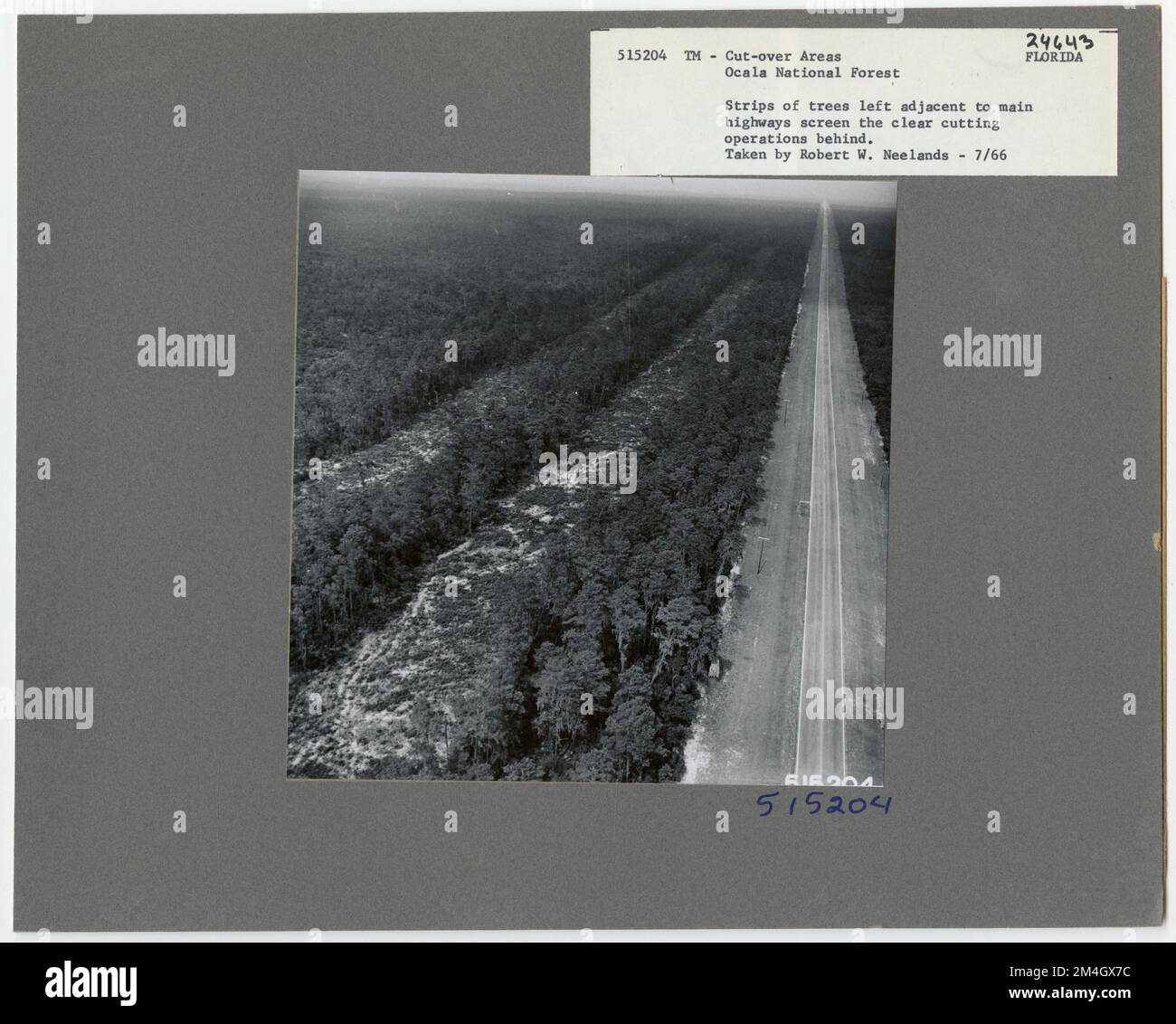 Timber Management - Cut -over Area - Florida. Photographs Relating to ...