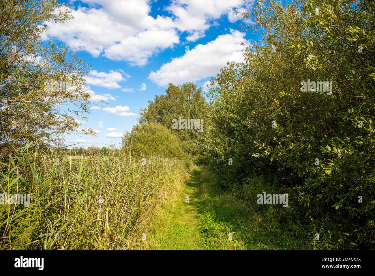 Panorama view on a field with trees and grasses with a blue sky Stock ...