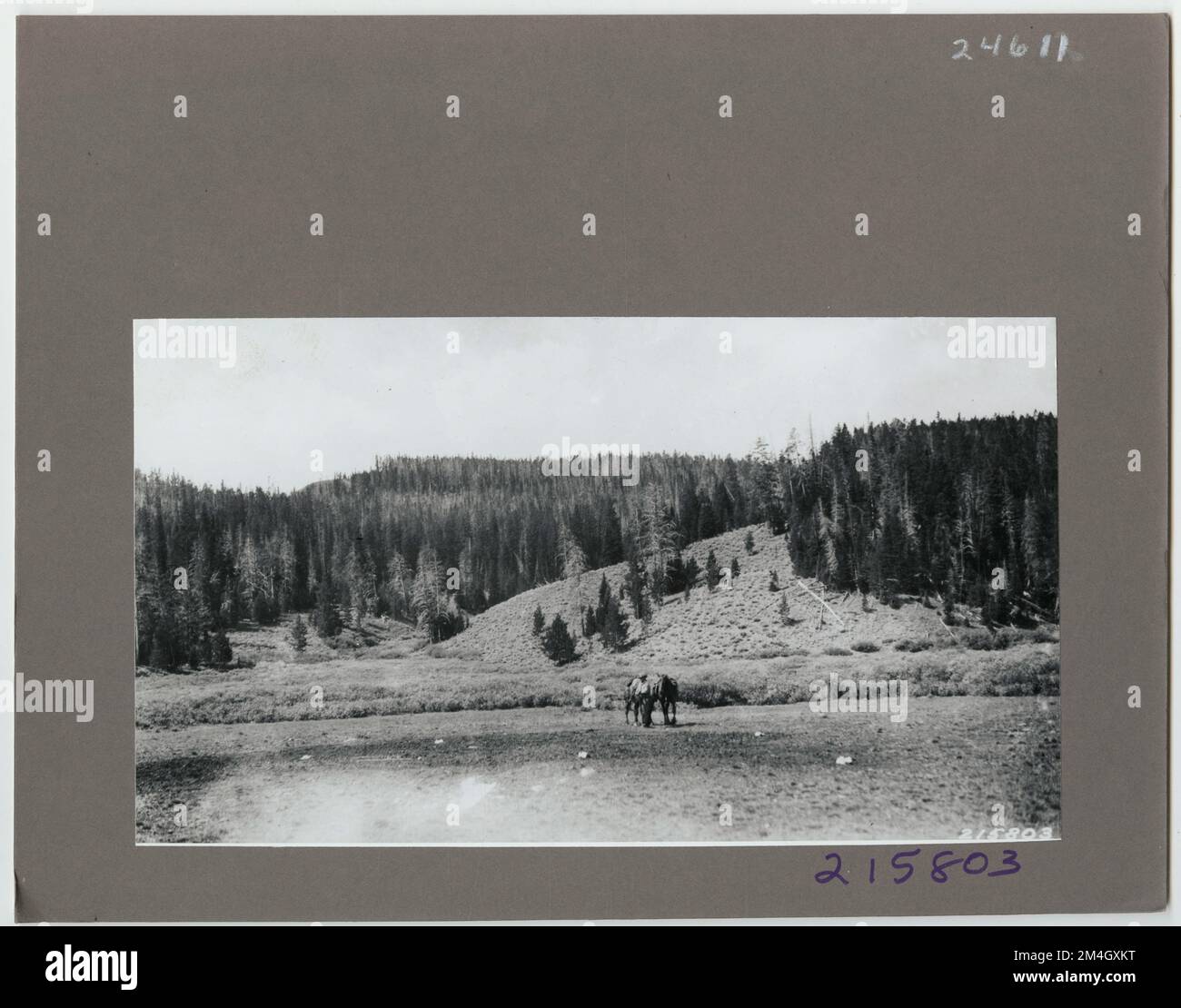 Effects of Logging - All States. Photographs Relating to National ...