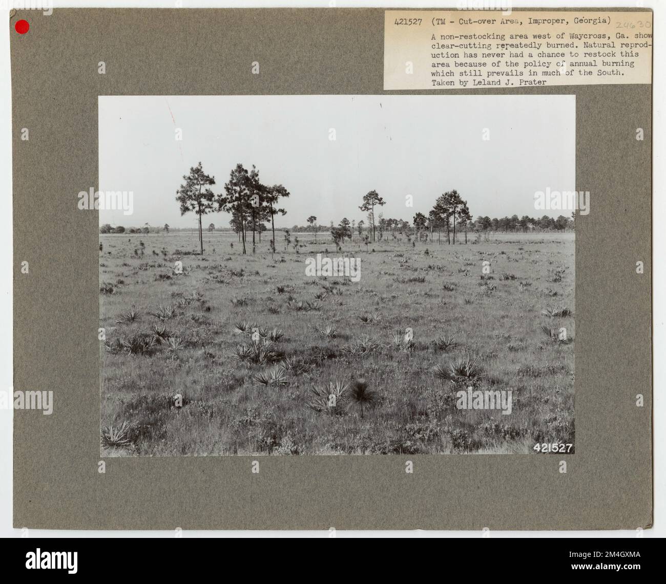 Effects of Logging - All States. Photographs Relating to National ...