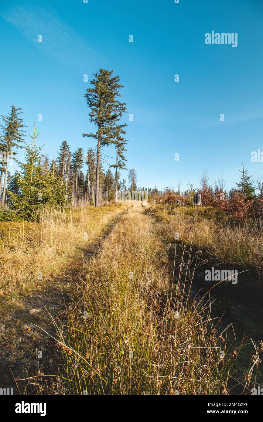 Forest trail leading through the Beskydy mountains. Open space in a ...