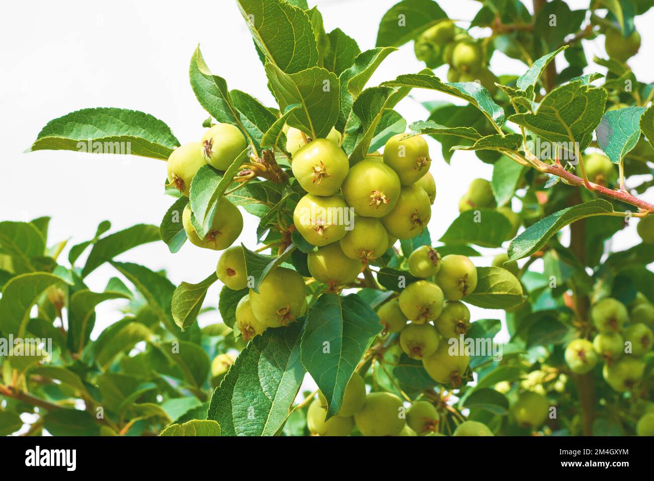 Branches of a wild apple tree with fruits close-up Stock Photo - Alamy