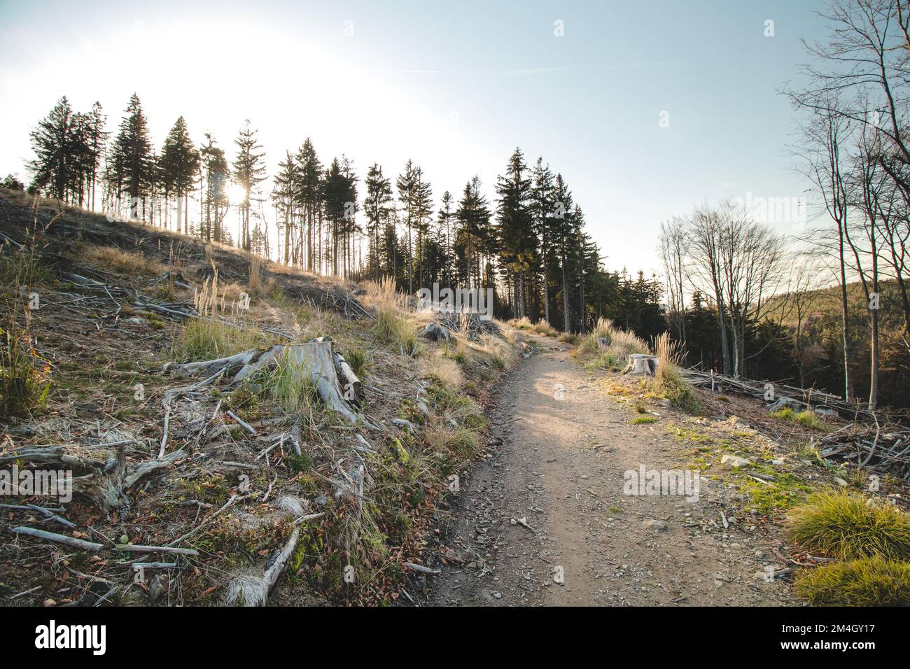 Mournful look at a destroyed forest, uprooted after a big storm and ...