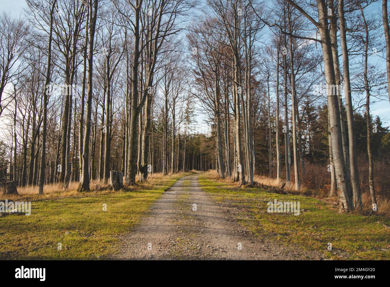 Wonderful forest path leading through beech forests from which the ...