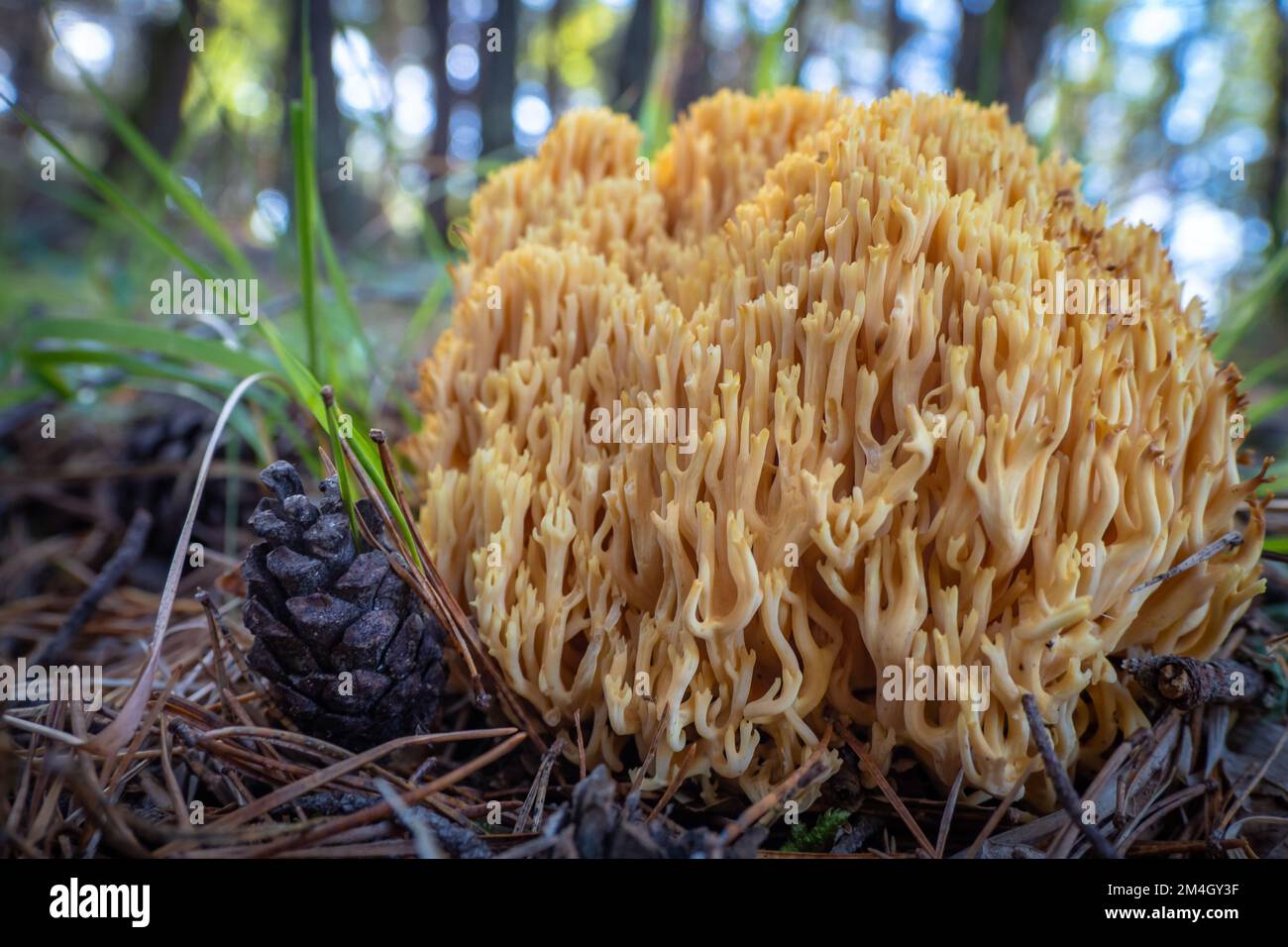 Beautiful colorful coral mushroom growing wild in the forest Stock ...