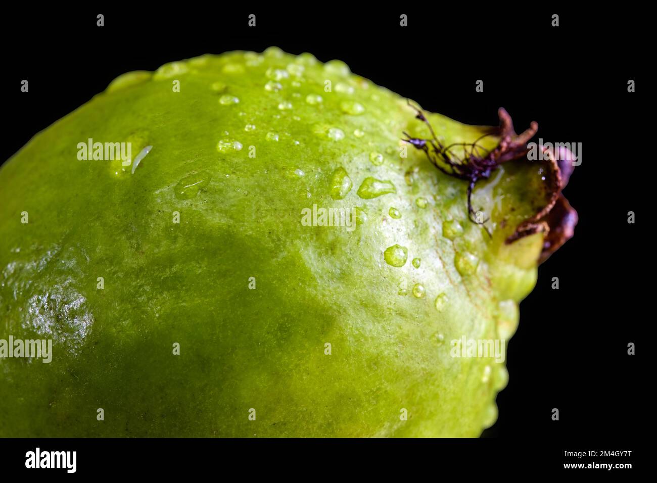 Guava fruit hi-res stock photography and images - Alamy