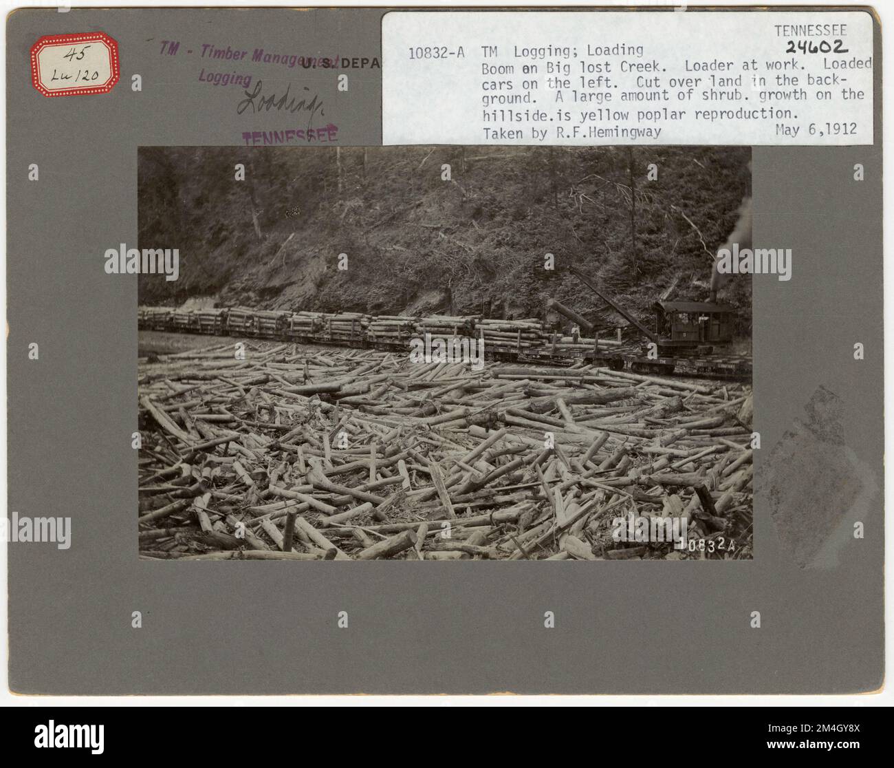Logging: Loading Logs - Tennessee. Photographs Relating to National ...