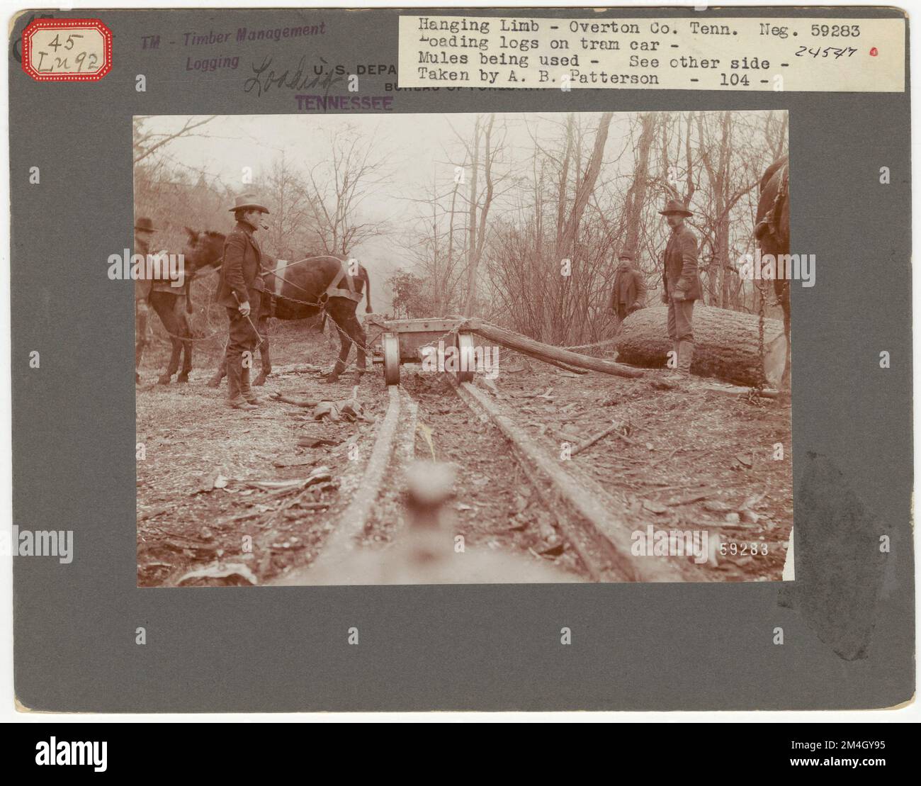 Logging: Loading Logs - Tennessee. Photographs Relating to National ...