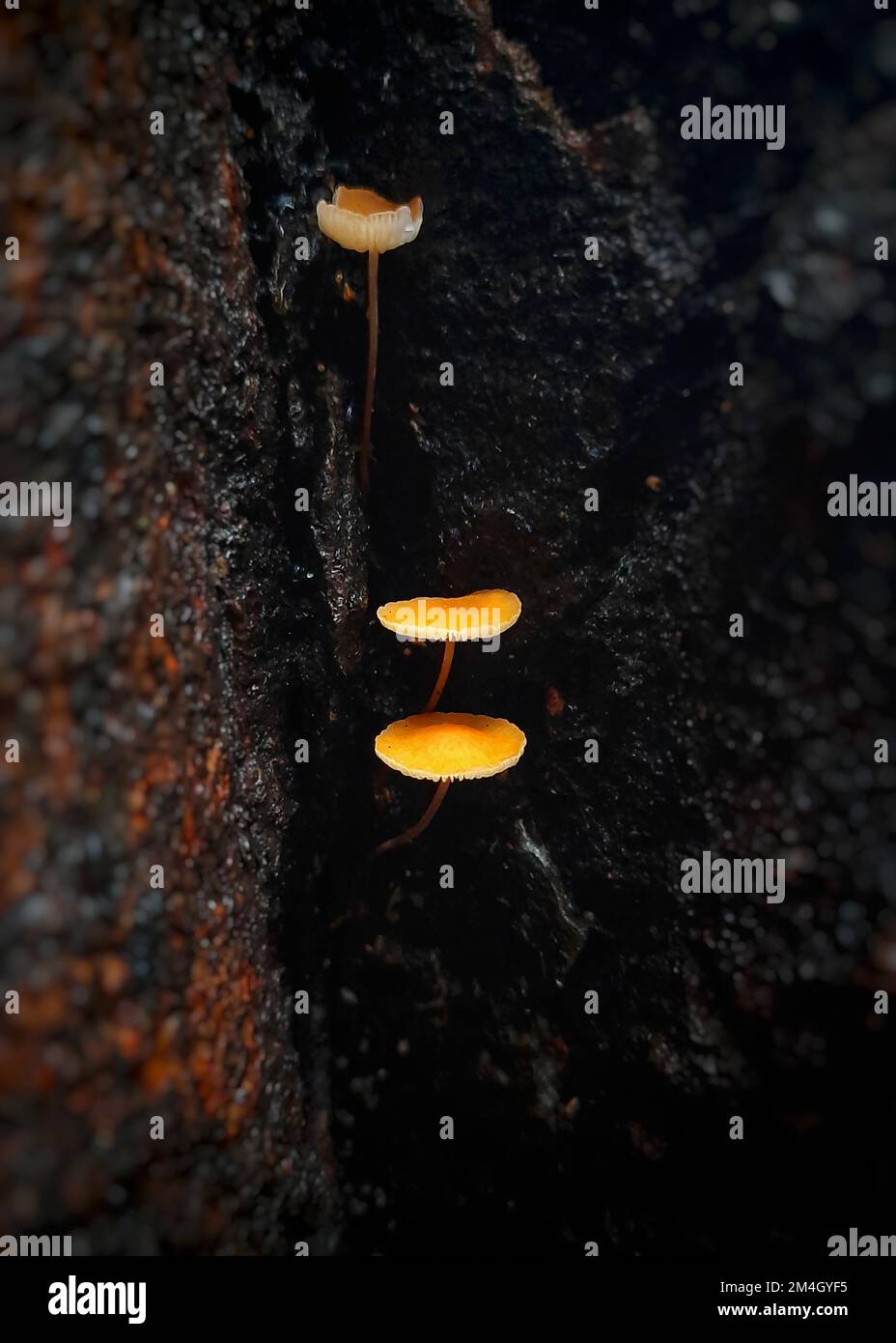 A vertical closeup shot of small fungus growing on the side of a tree ...