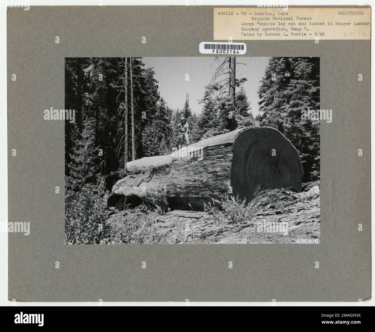 Logging: Loading Logs - California. Photographs Relating to National ...
