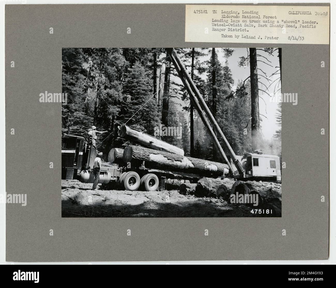 Logging: Loading Logs - California. Photographs Relating to National ...