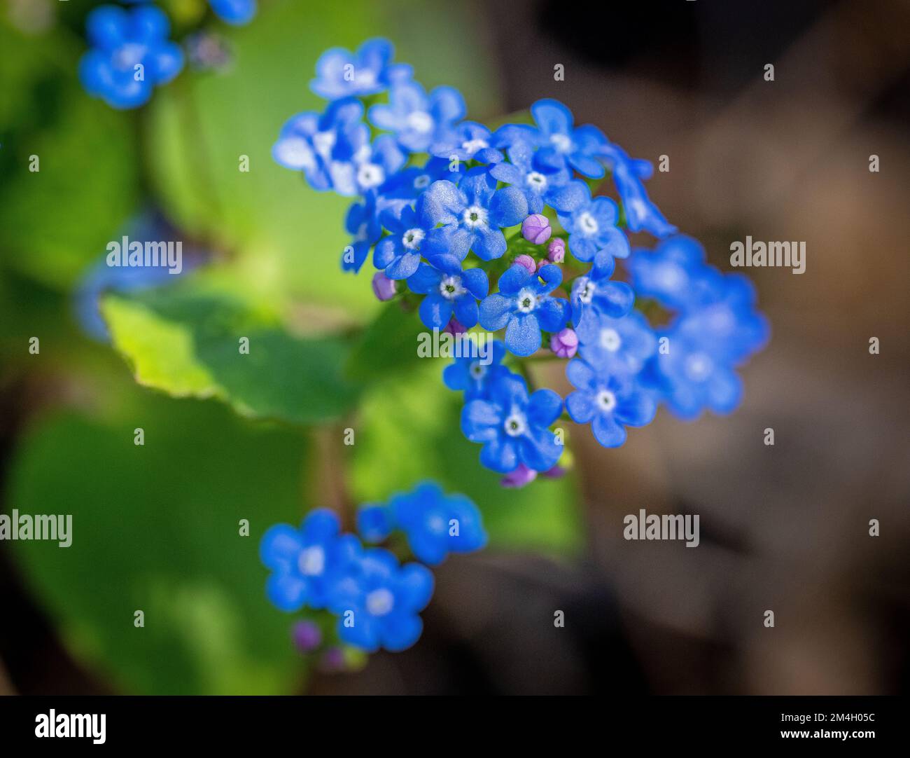 The blue Scorpion Grasses or Myosotis alpestris in the garden, close-up ...