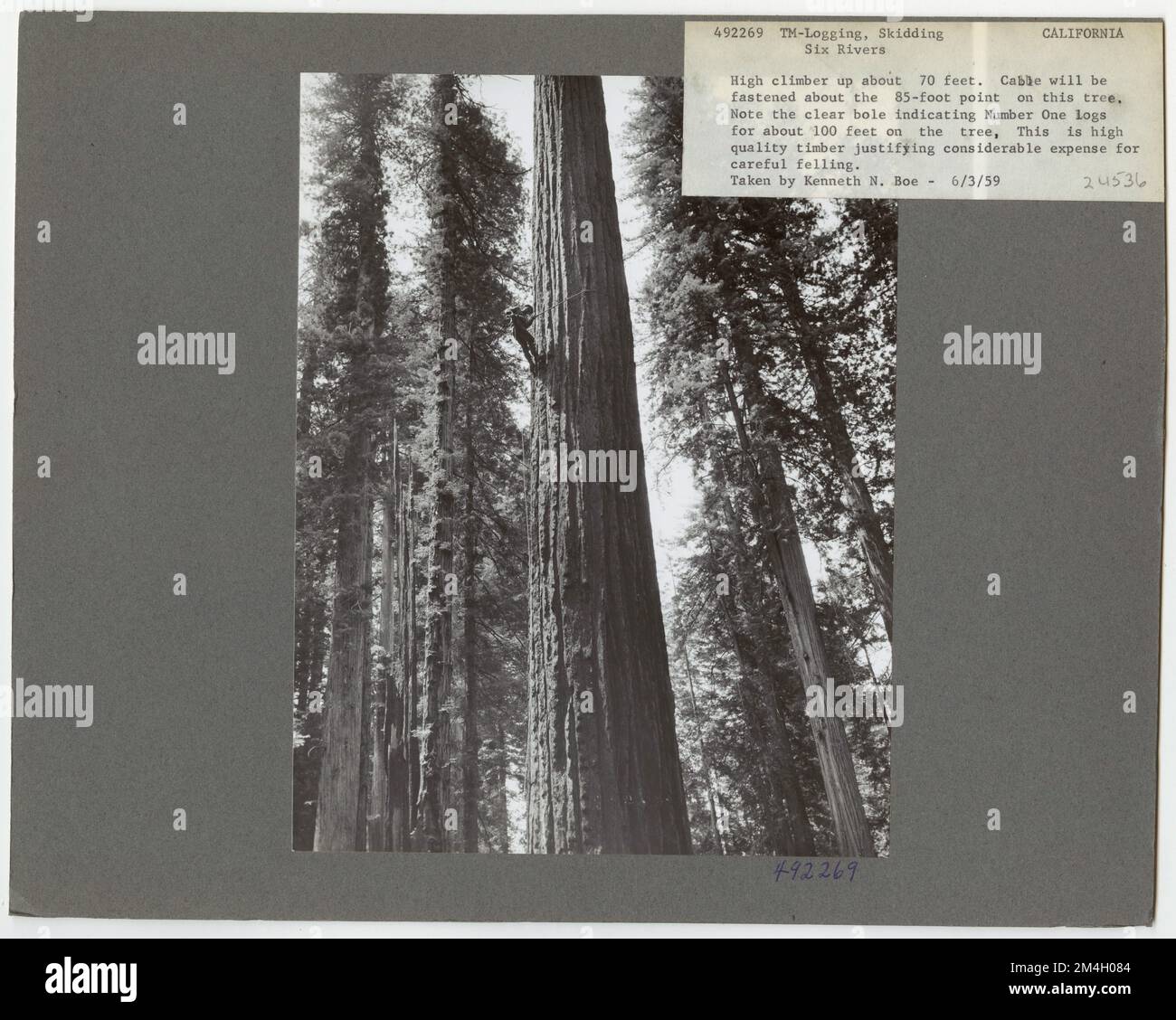 Logging: High Lead Log Skidding - California. Photographs Relating to ...