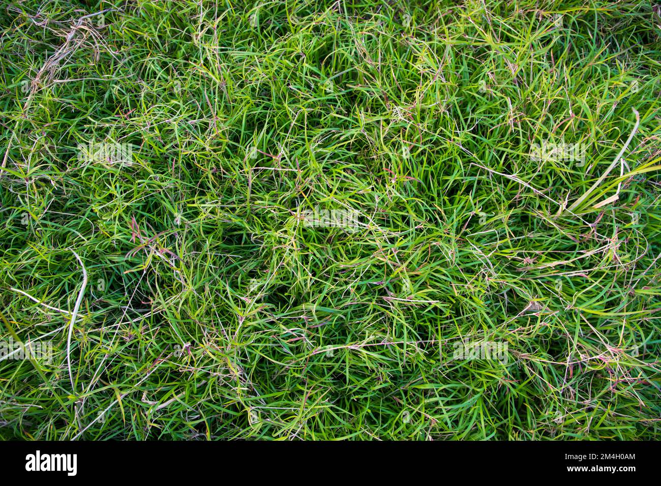 Evergreen grass pattern texture can be used as a background wallpaper ...