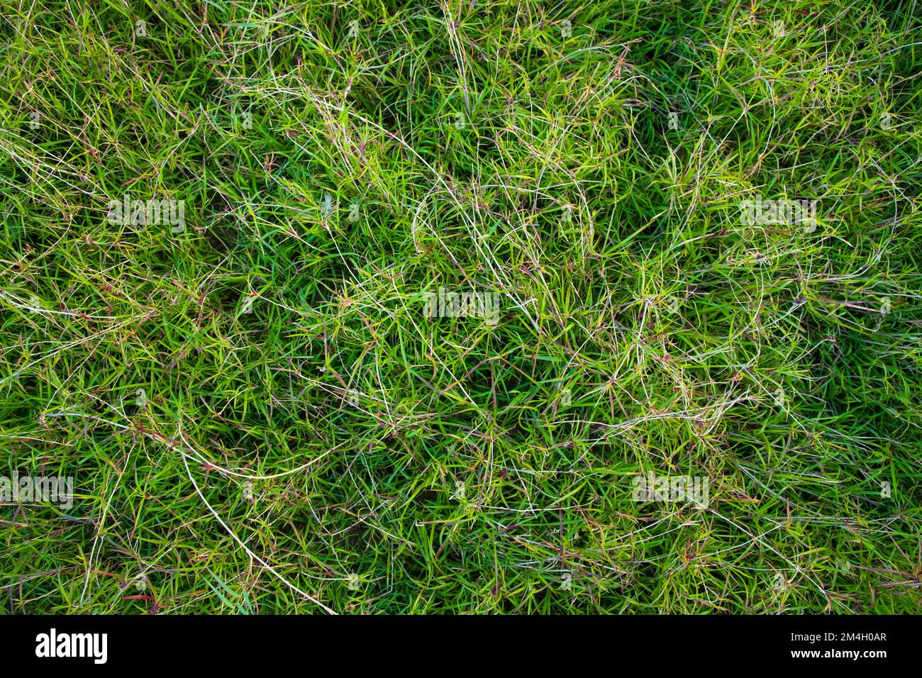 Evergreen grass pattern texture can be used as a background wallpaper ...