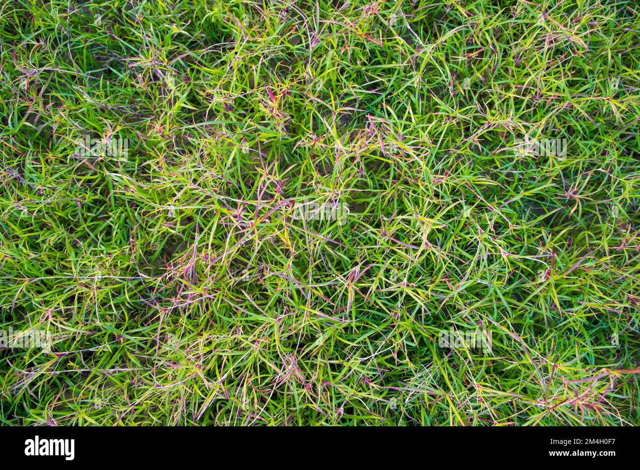 Evergreen grass pattern texture can be used as a background wallpaper ...