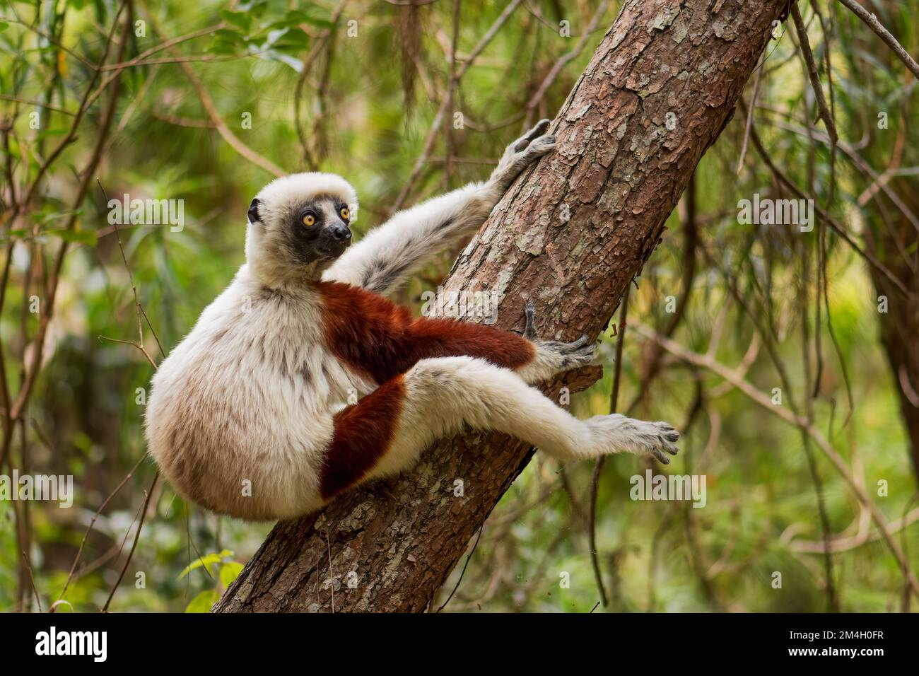 Coquerel's Sifaka - Propithecus coquereli, beautiful primate endemic in ...