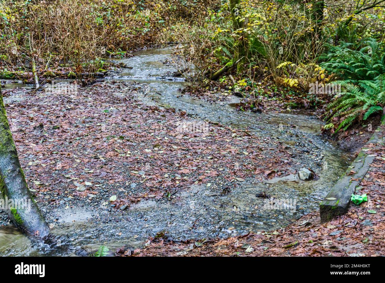 A stream at Dash Point State Park in Washington State. It is winter ...