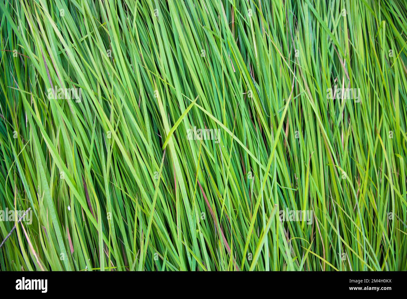Long grass pattern texture hi-res stock photography and images - Alamy