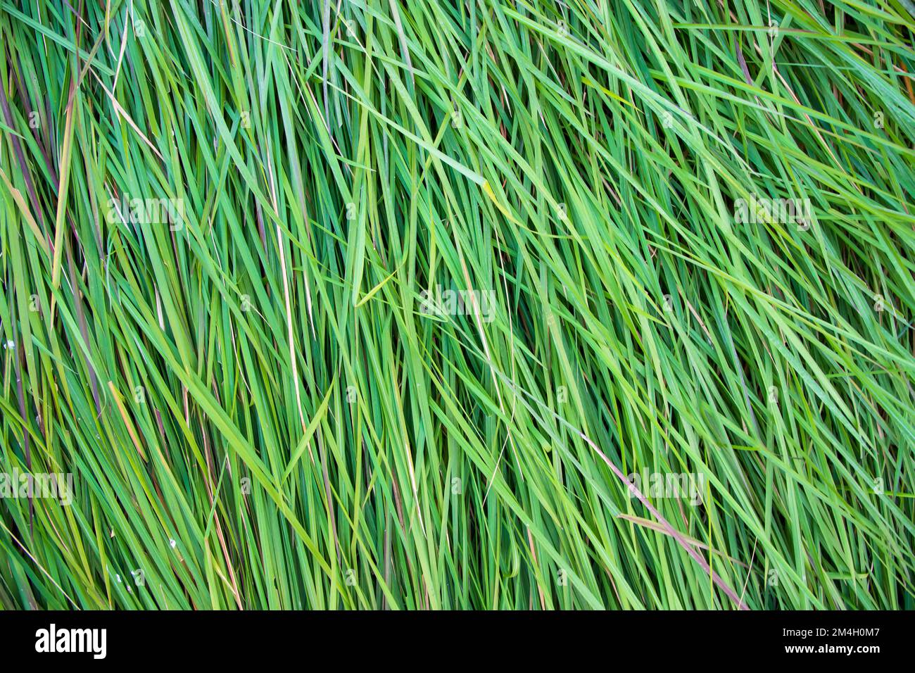 Close-up Green long grass pattern texture can be used as a natural ...