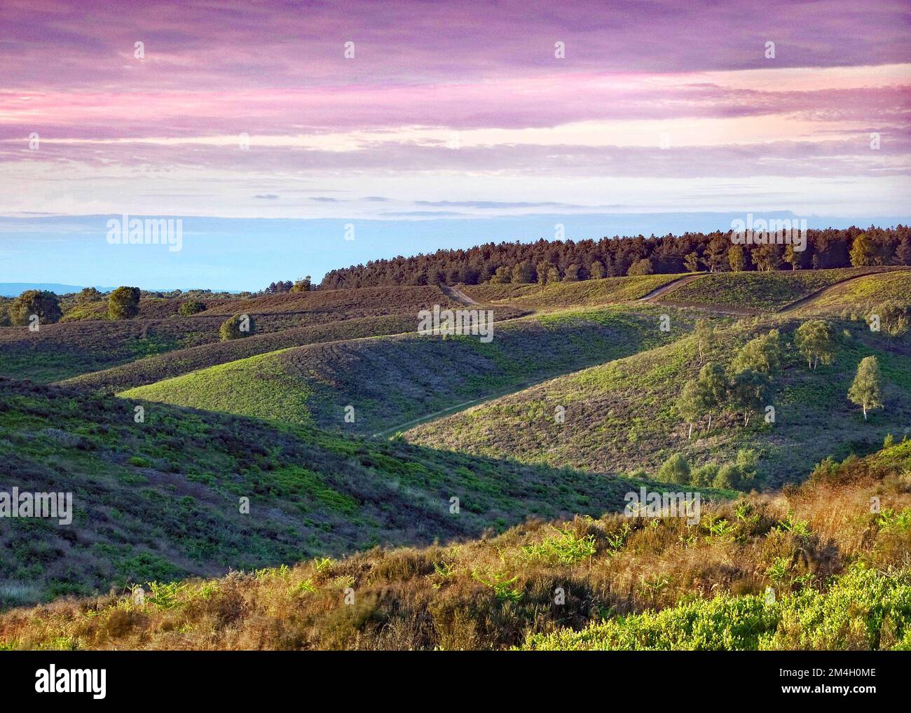 Early morning Heath and Hills of Cannock Chase Country Park AONB in ...