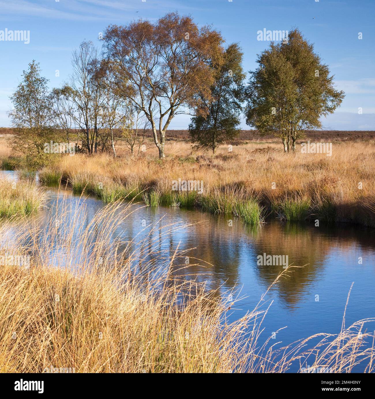 Womere pool in Autumn Cannock Chase Country Park AONB (area of ...