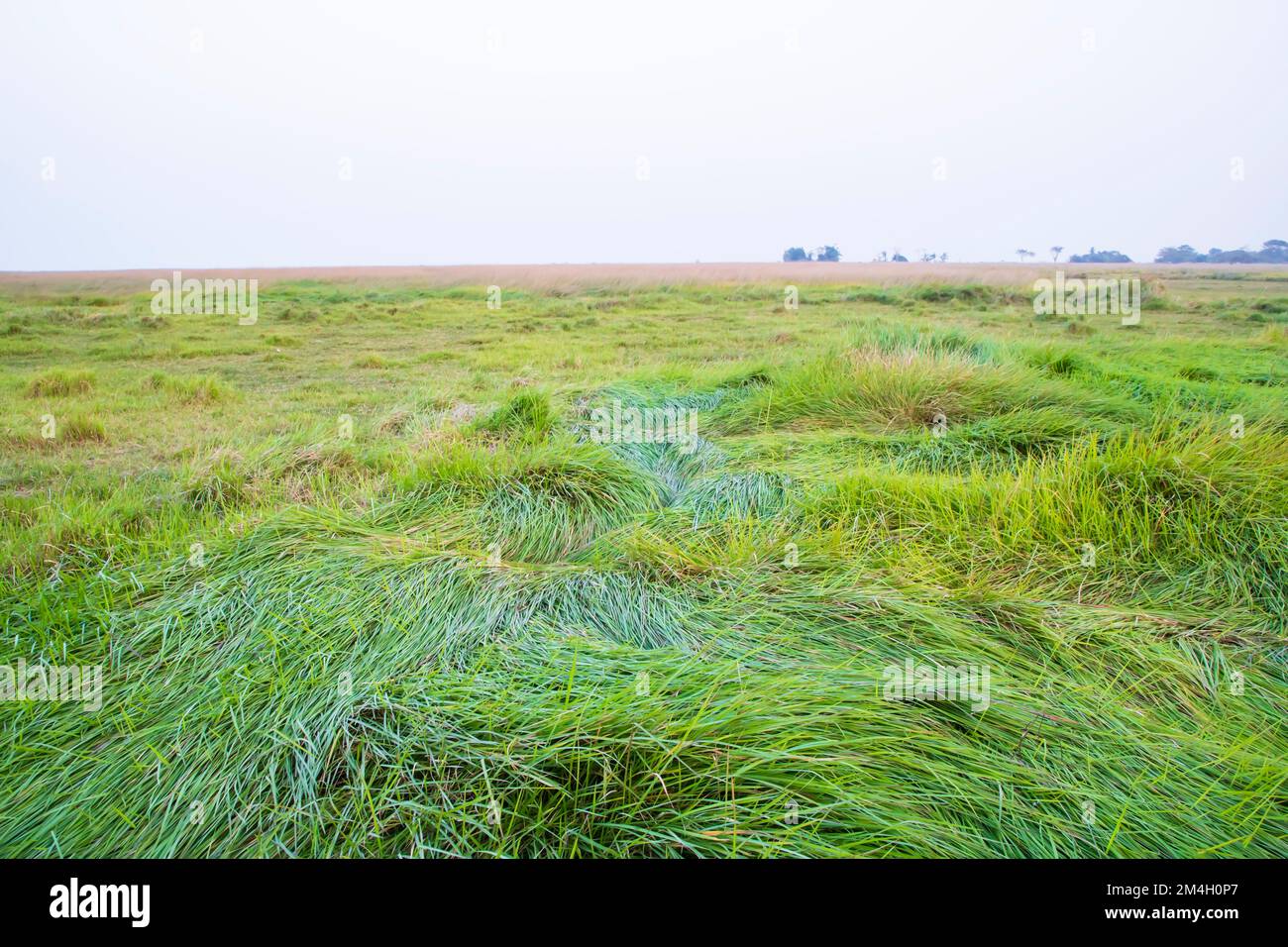 Greenery landscape hi-res stock photography and images - Alamy