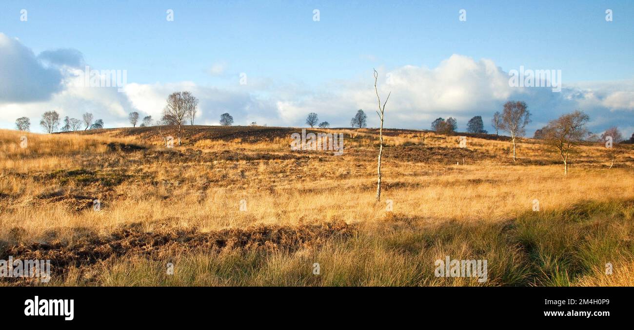 Autumn colour on Cannock Chase Country Park AONB (area of outstanding ...