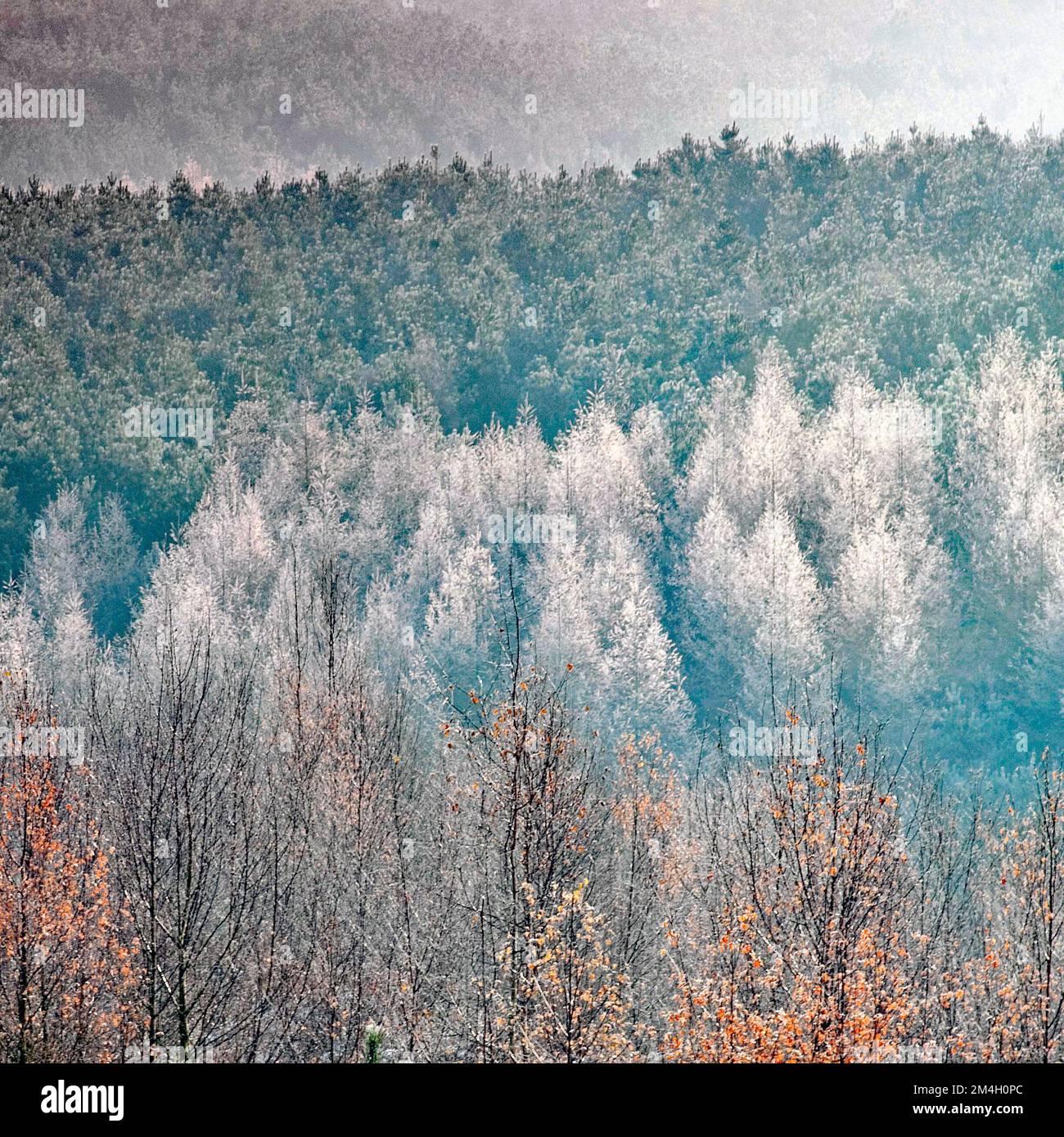 Frost and Ice on pine trees Fair Oak Valley in late autumn early winter ...