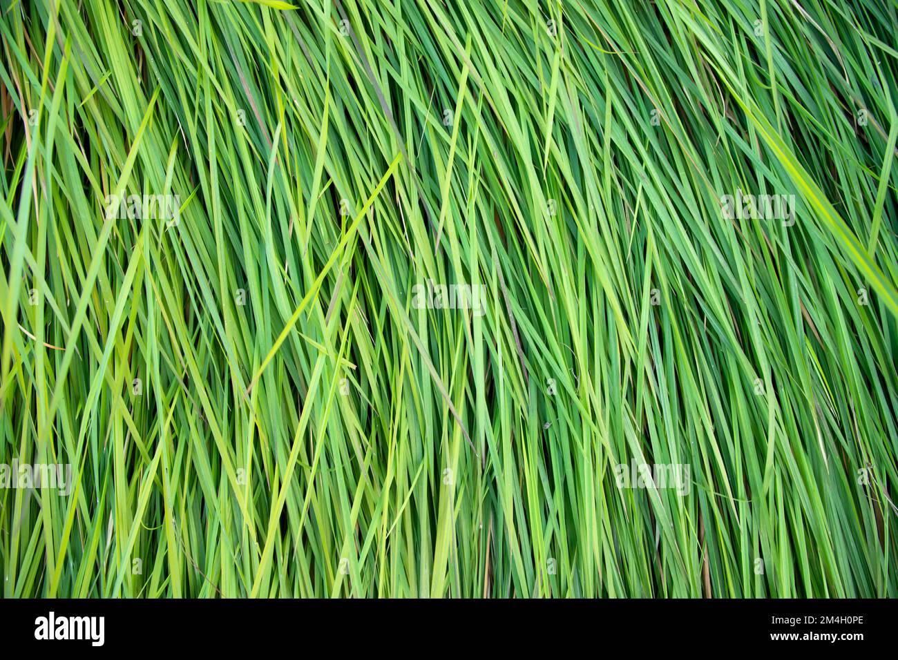 Close-up Green long grass pattern texture can be used as a natural ...